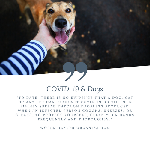 COVID-19 Precautions – Grand Dog Essentials